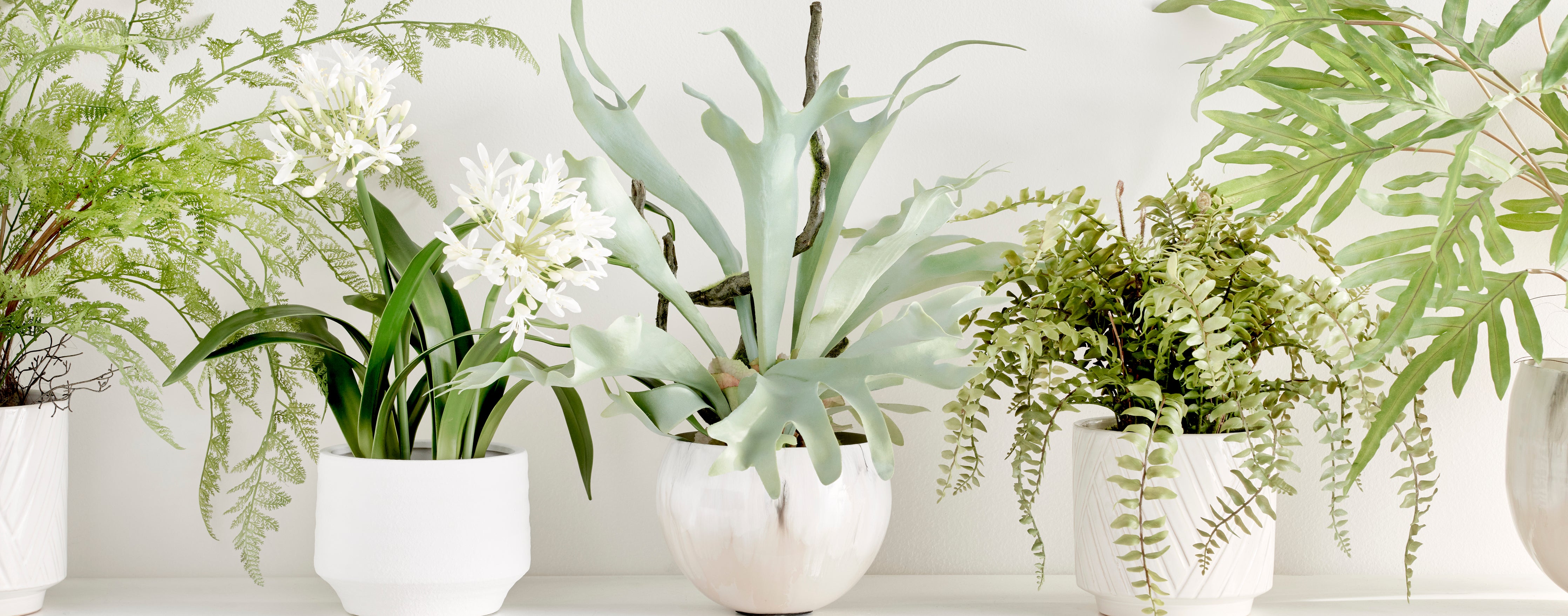 botanicals & greenery – Page 3 – Napa Home & Garden